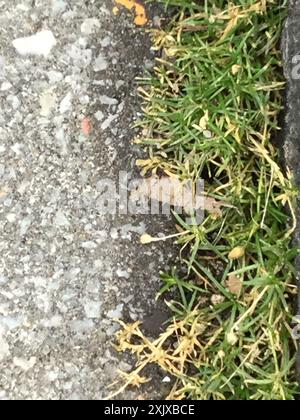 Procumbent Pearlwort (Sagina procumbens) Plantae Stock Photo - Alamy
