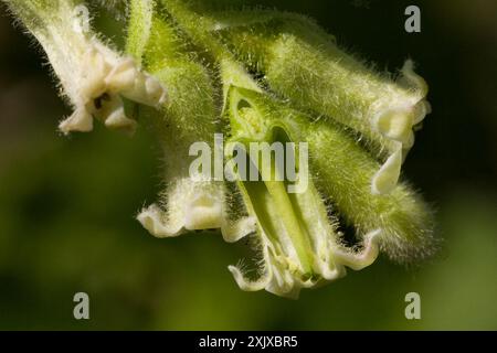 (Ribes mescalerium) Plantae Stock Photo - Alamy