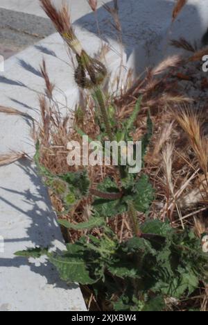 False Hawkbit (Urospermum picroides) Plantae Stock Photo - Alamy