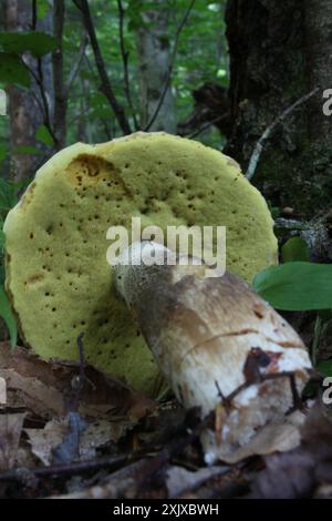 (Boletus variipes fagicola) Fungi Stock Photo - Alamy