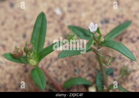 Old World Diamond Flower (Oldenlandia corymbosa) Plantae Stock Photo ...