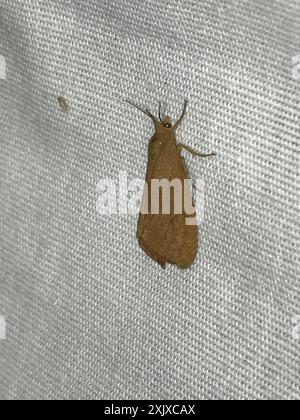 Virbia Moths (Virbia) Insecta Stock Photo - Alamy