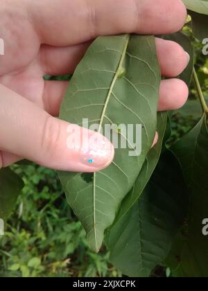 Winged and Once-winged Insects (Pterygota) Insecta Stock Photo - Alamy