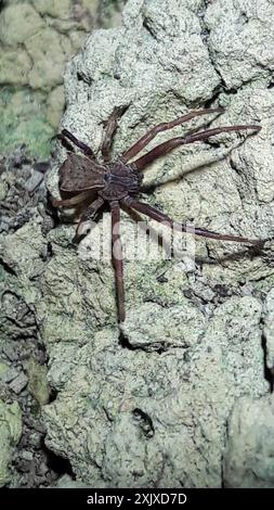 Square-ended Crab Spiders (Sidymella) Arachnida Stock Photo - Alamy