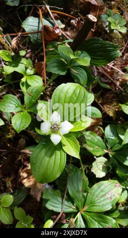 Western Bunchberry (Cornus unalaschkensis) Plantae Stock Photo - Alamy