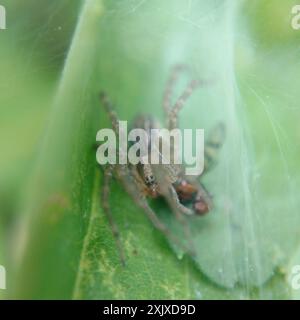 Grass Spiders (Agelenopsis) Arachnida Stock Photo - Alamy