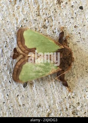 Green Oak-Slug Moth (Euclea incisa) Insecta Stock Photo - Alamy