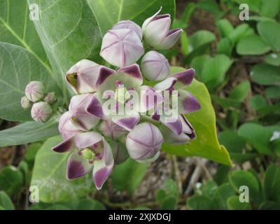 giant milkweed (Calotropis procera) Plantae Stock Photo - Alamy