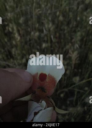 Coast Range Mariposa Lily (Calochortus vestae) Plantae Stock Photo - Alamy