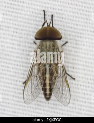 Striped Horse Fly (Tabanus lineola) Insecta Stock Photo - Alamy
