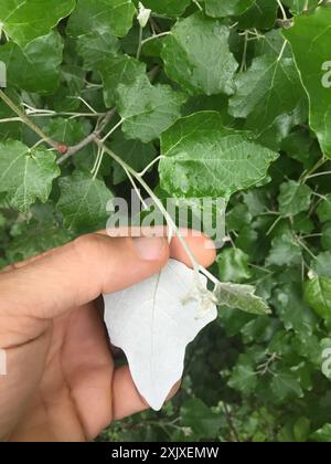 white poplar (Populus alba) Plantae Stock Photo - Alamy