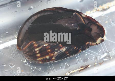 Humpback Cowry (Mauritia mauritiana) Mollusca Stock Photo - Alamy