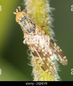 Sunflower Seed Maggot (Neotephritis finalis) Insecta Stock Photo - Alamy