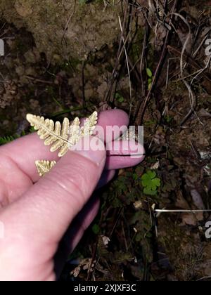 goldback fern (Pentagramma triangularis) Plantae Stock Photo - Alamy