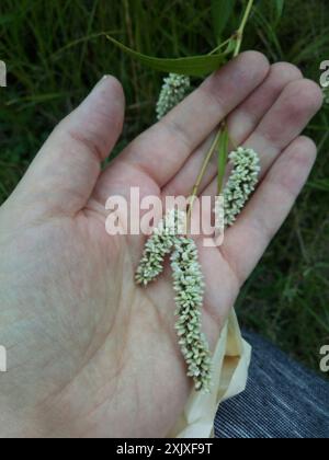 pale smartweed (Persicaria lapathifolia) Plantae Stock Photo - Alamy