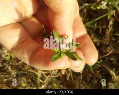 rough buttonweed (Hexasepalum teres) Plantae Stock Photo - Alamy