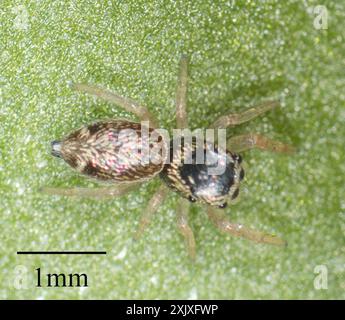 (Sassacus vitis) Arachnida Stock Photo - Alamy