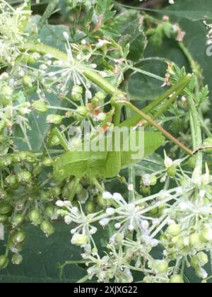 Round-headed Katydids (Amblycorypha) Insecta Stock Photo - Alamy