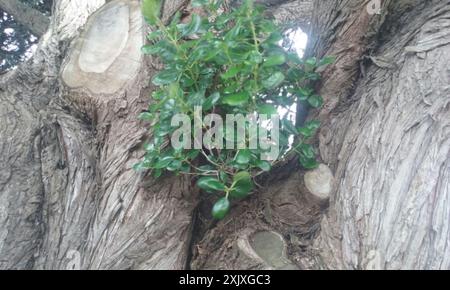 Taupata (Coprosma repens) Plantae Stock Photo - Alamy