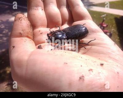 Triceratops Beetle (Phileurus truncatus) Insecta Stock Photo - Alamy