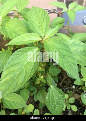 Asian Copperleaf (Acalypha australis) Plantae Stock Photo - Alamy