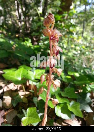 Striped Coralroot (Corallorhiza striata) Plantae Stock Photo - Alamy