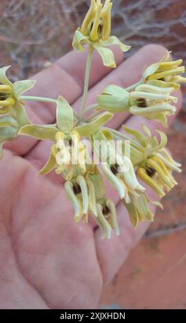 rush milkweed (Asclepias subulata), Plantae, Indio, CA, USA Stock Photo ...