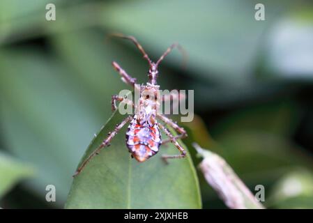 Common Assassin Bug (Pristhesancus plagipennis) Insecta Stock Photo - Alamy
