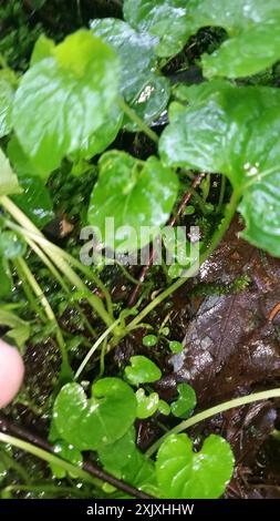 northern white violet (Viola minuscula) Plantae Stock Photo - Alamy