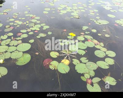 swollen bladderwort (Utricularia inflata) Plantae Stock Photo - Alamy
