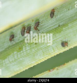 Yucca Plant Bugs (Halticotoma) Insecta Stock Photo - Alamy