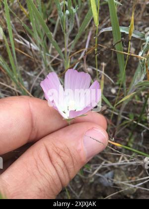 fringed checkerbloom (Sidalcea diploscypha) Plantae Stock Photo - Alamy