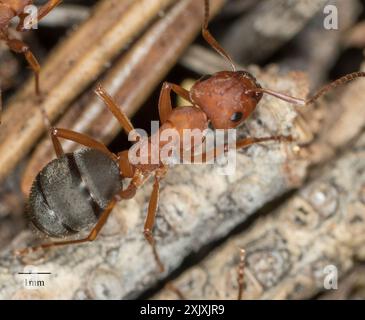 integra-group Field and Mound Ants (Formica integra) Insecta Stock ...