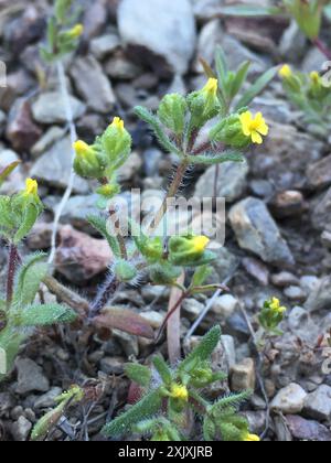 tarweeds, silverswords, and allies (Madieae), Plantae, San Benito ...