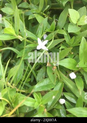 buttonweed (Diodia virginiana) Plantae Stock Photo - Alamy