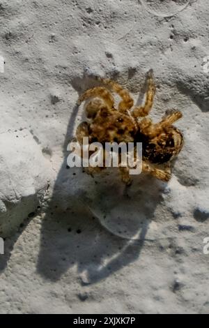 Asiatic Wall Jumping Spider (Attulus fasciger) Arachnida Stock Photo ...