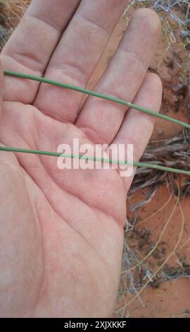 rush milkweed (Asclepias subulata) Plantae Stock Photo - Alamy