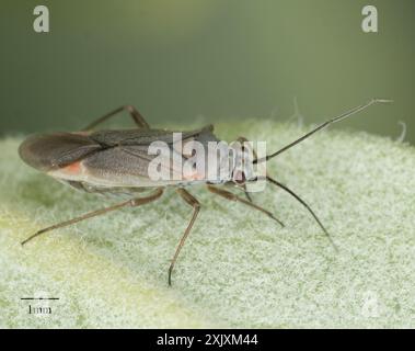 Scarlet Plant Bugs (Lopidea) Insecta Stock Photo - Alamy
