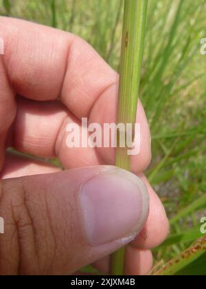 Florida paspalum (Paspalum floridanum) Plantae Stock Photo - Alamy