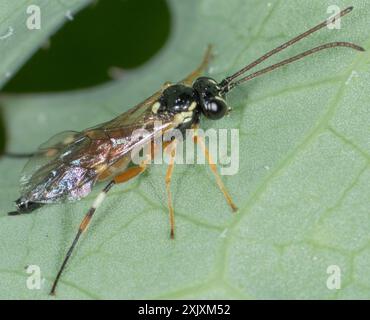 Common Hover Fly Parasitoid Wasp (Diplazon laetatorius) Insecta Stock ...