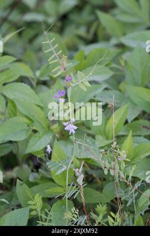 slender vetch (Vicia ludoviciana) Plantae Stock Photo - Alamy