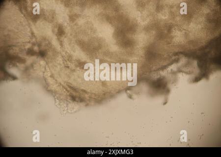 (Fuligo intermedia) Protozoa Stock Photo - Alamy