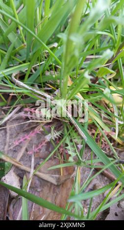 Spreading Wallflower (Erysimum repandum) Plantae Stock Photo - Alamy
