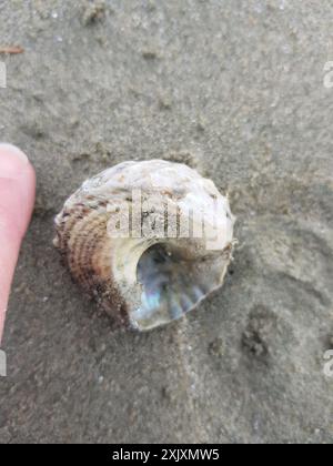 Cook's Turban (Cookia sulcata) Mollusca Stock Photo - Alamy