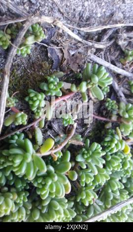 stonecrops (Sedum) Plantae Stock Photo - Alamy