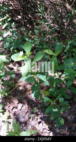 Cuban jute (Sida rhombifolia) Plantae Stock Photo - Alamy
