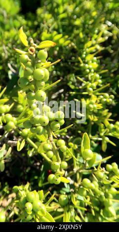 Needle Bush (Azima tetracantha) Plantae Stock Photo - Alamy