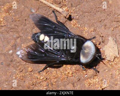 Hippo Fly (Tabanus biguttatus) Insecta Stock Photo - Alamy