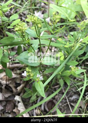 Summer Bluet (Houstonia purpurea purpurea) Plantae Stock Photo - Alamy