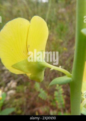 Showy Rattlebox (Crotalaria spectabilis) Plantae Stock Photo - Alamy